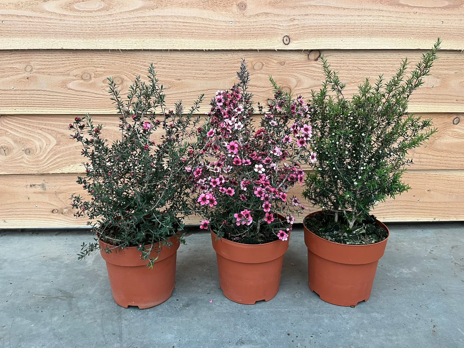Leptospermum scoparium — Plant Wholesale FlorAccess