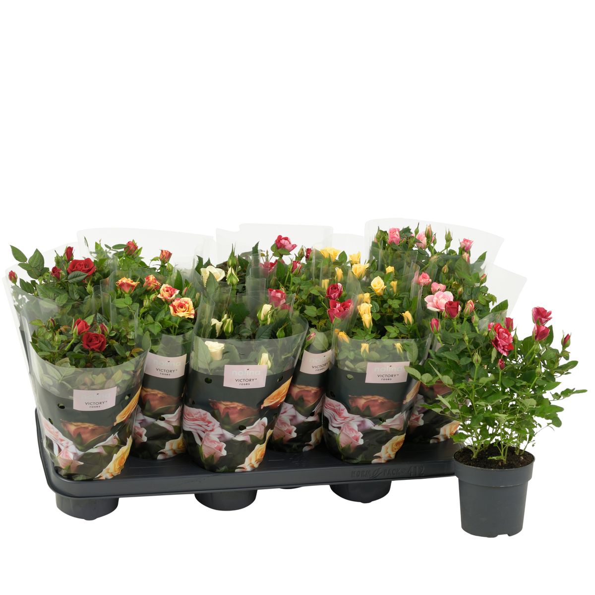 Rosa VICTORY MIX — Plant Wholesale FlorAccess