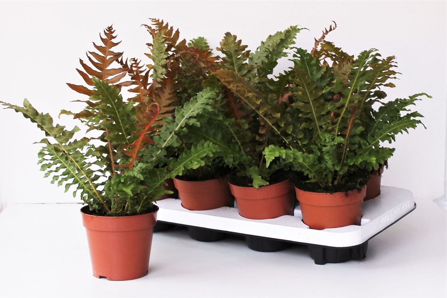 Blechnum brasiliense 'Volcano' — Plant Wholesale FlorAccess