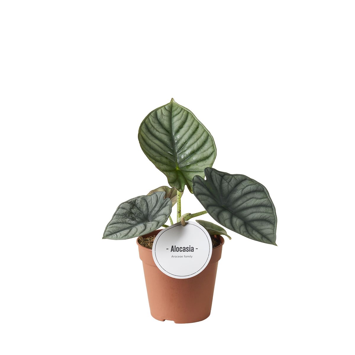 Alocasia nebula — Plant Wholesale FlorAccess