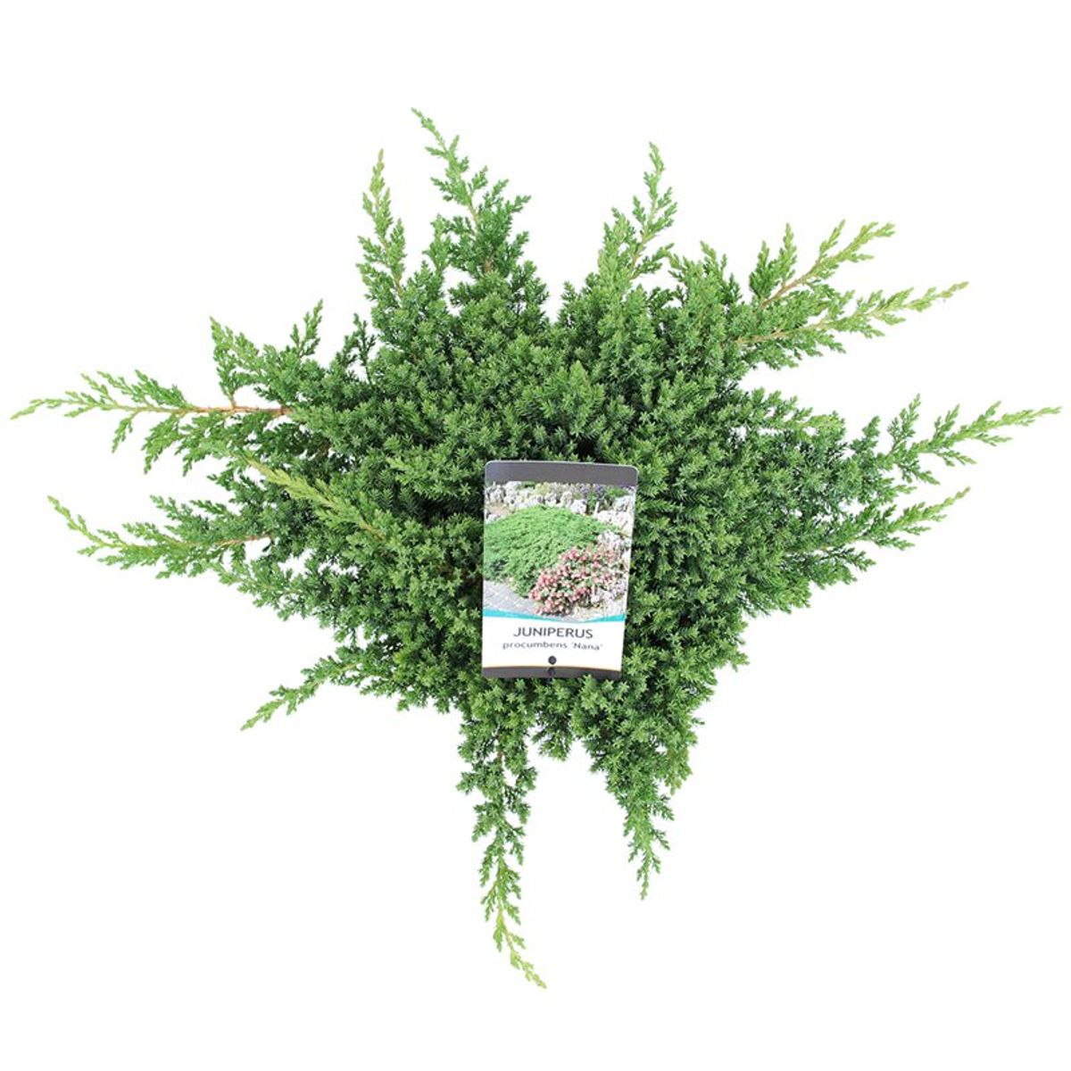 Juniperus procumbens 'Nana' — Plant Wholesale FlorAccess