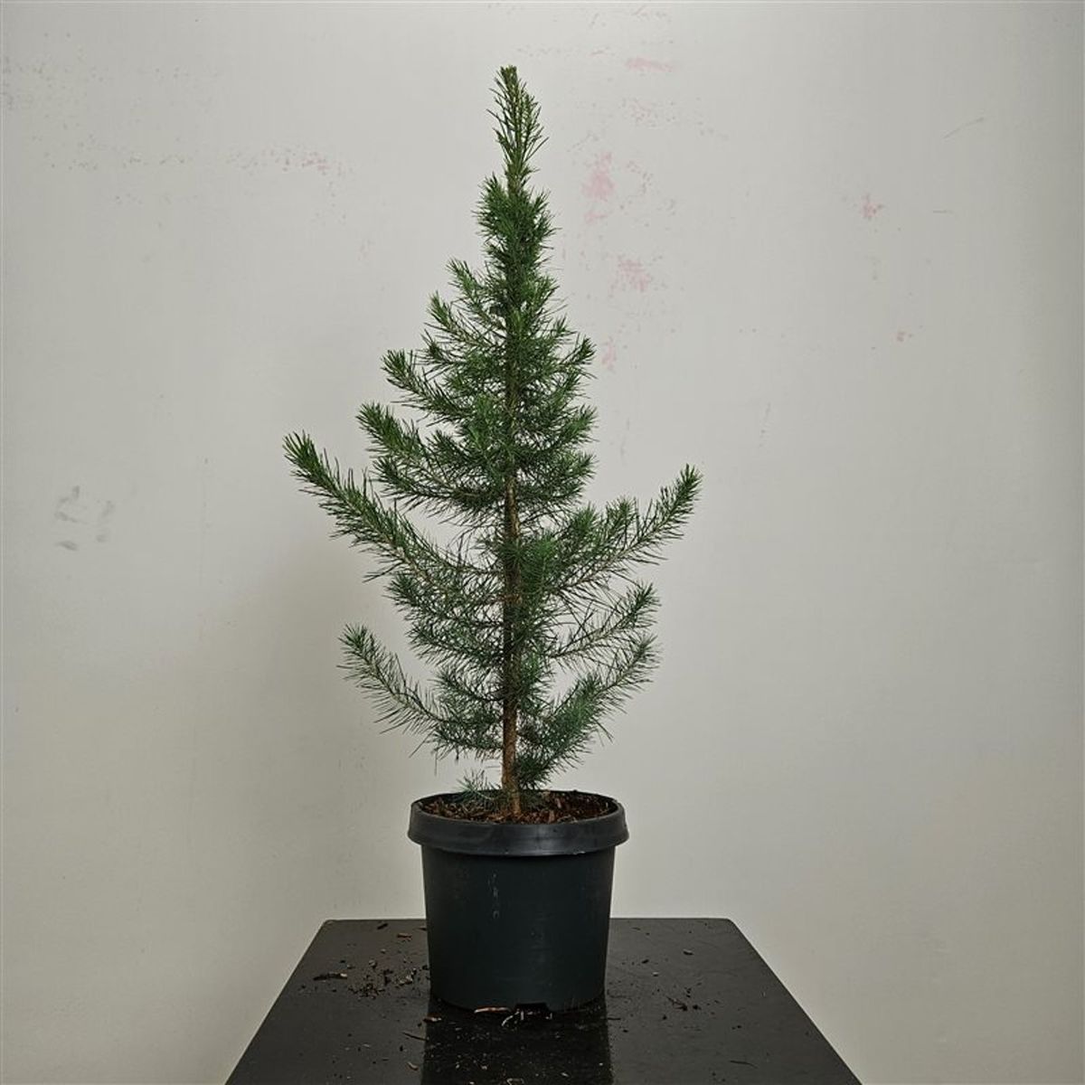 Pinus halepensis — Plant Wholesale FlorAccess