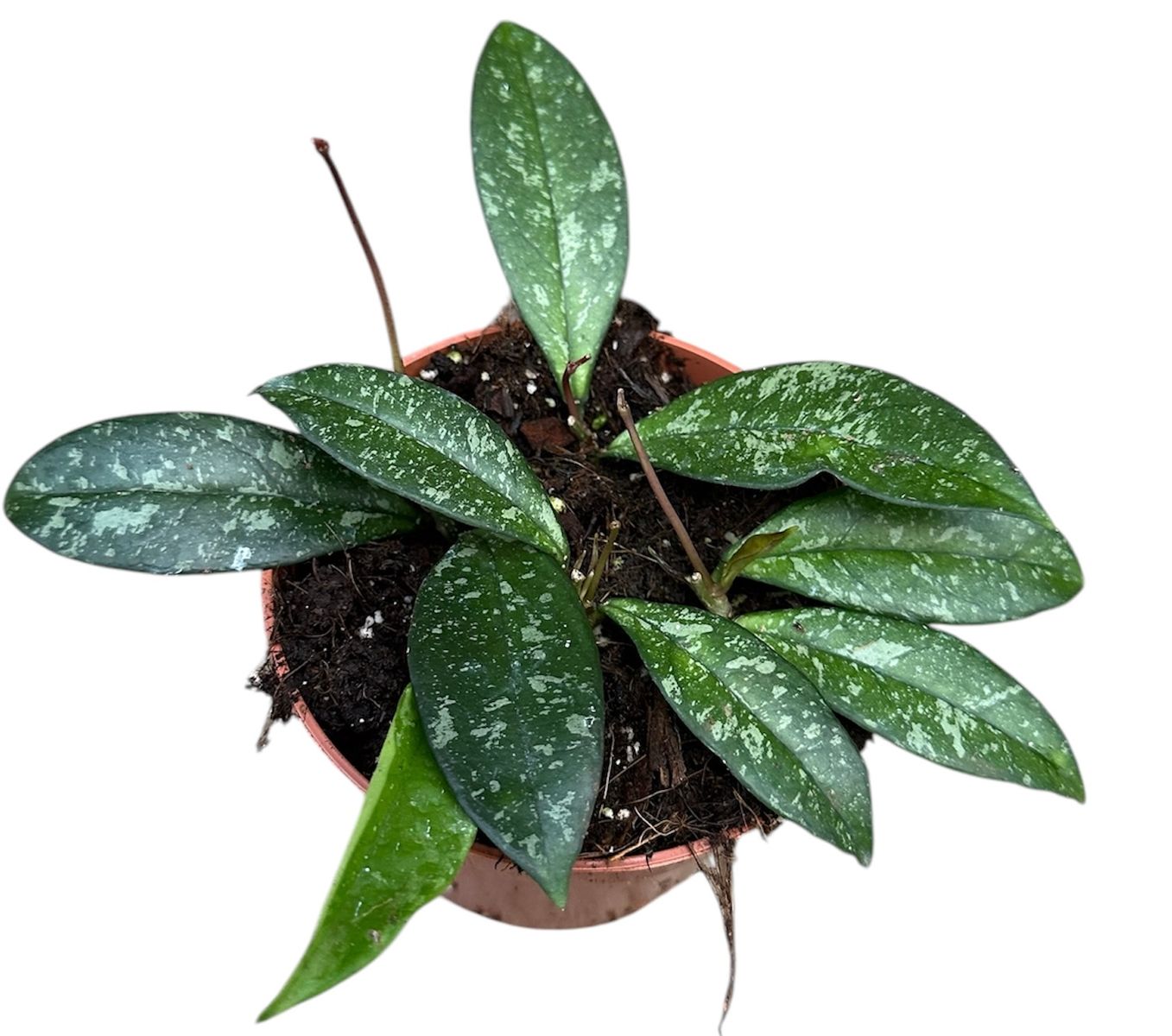 Hoya 'Crassipetiolata Splash' — Plant Wholesale FlorAccess