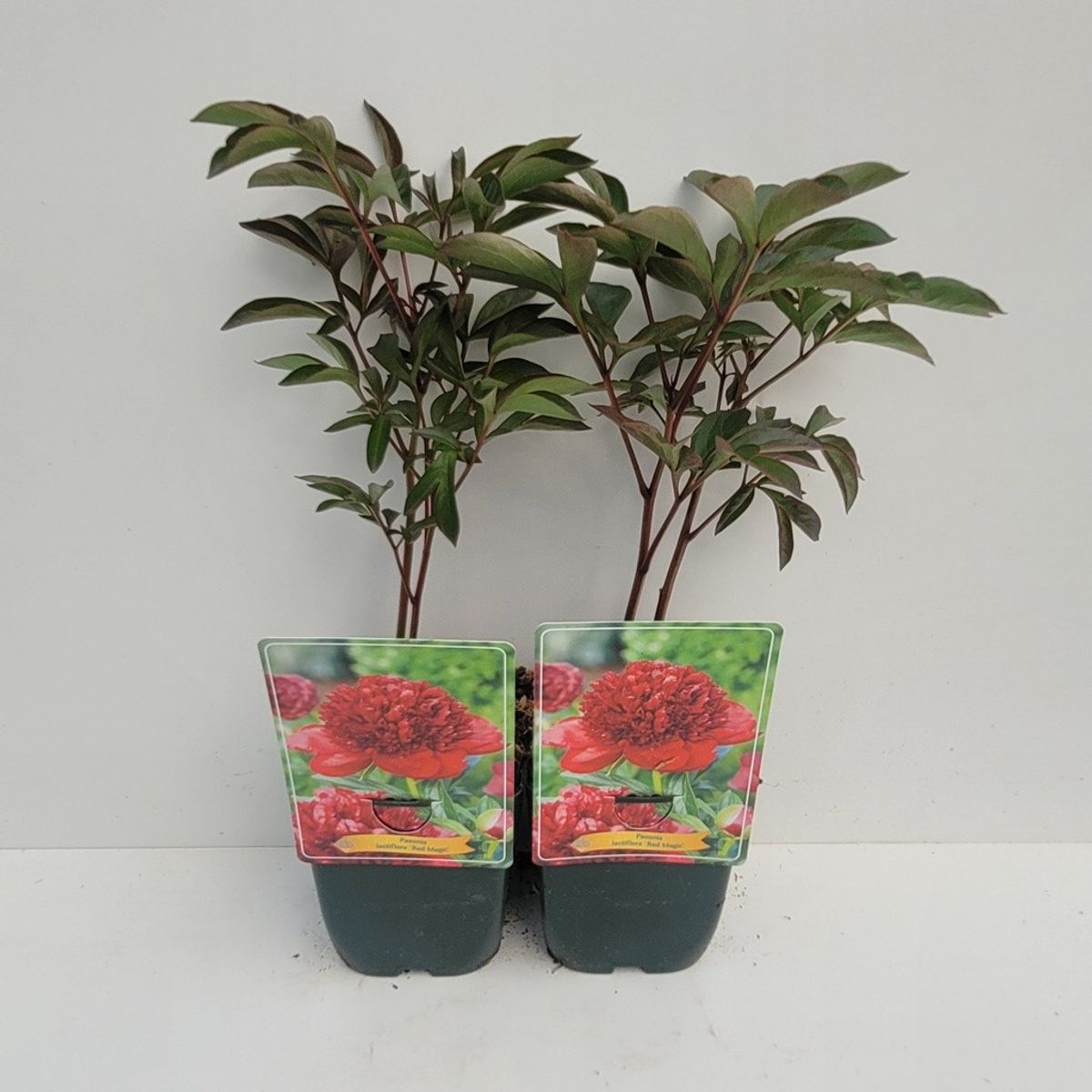 Paeonia 'Red Magic' — Plant Wholesale FlorAccess