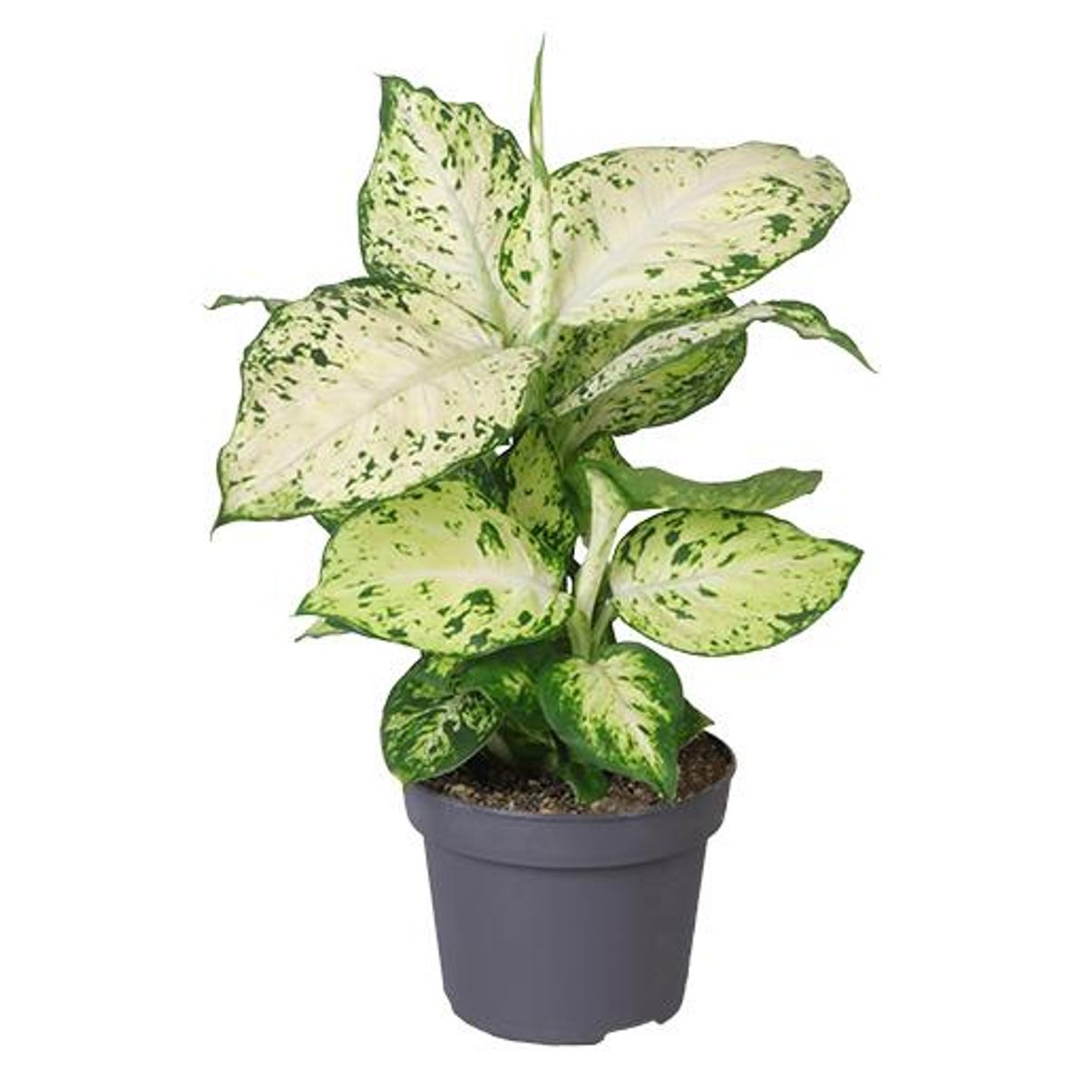 Dieffenbachia 'Amy' — Plant Wholesale FlorAccess