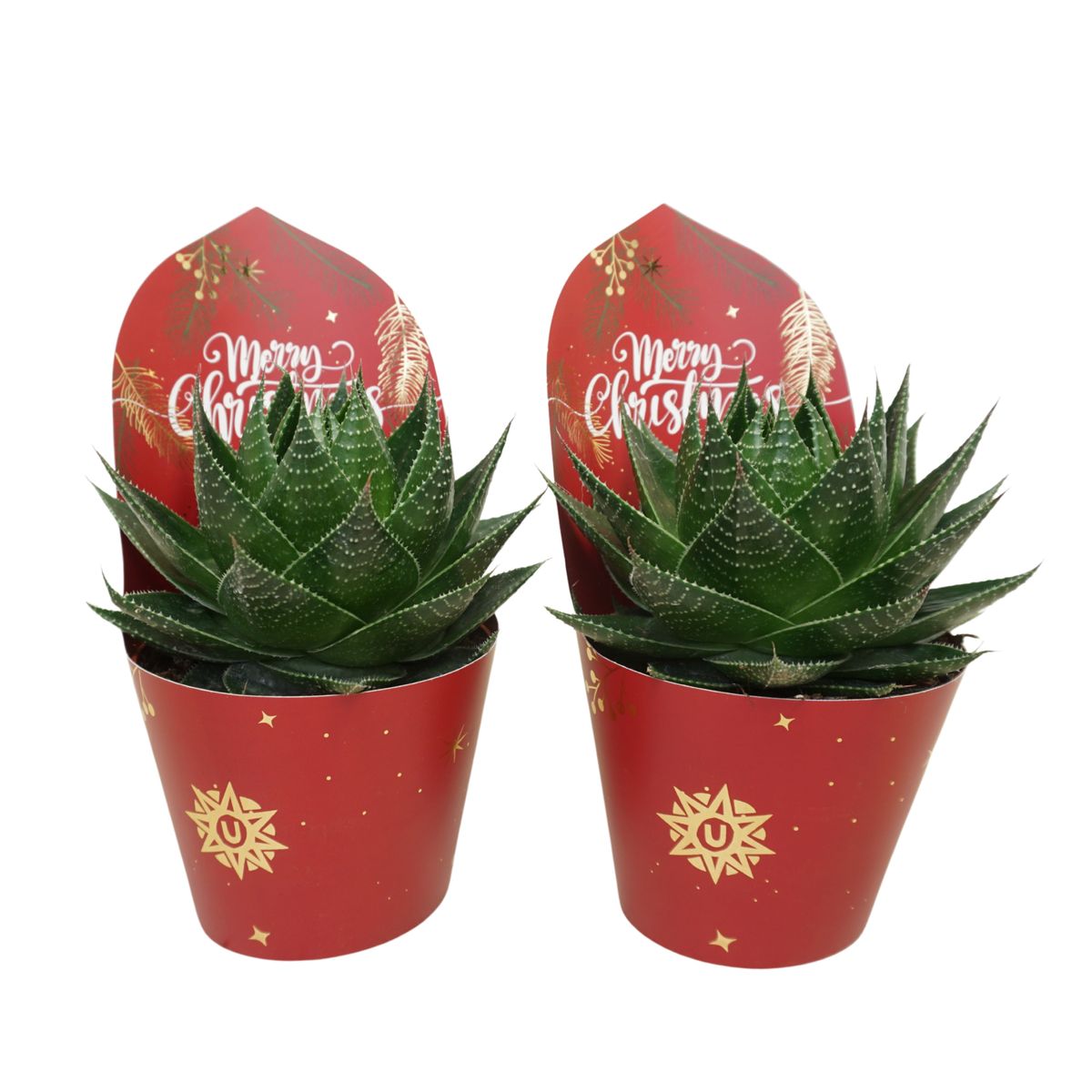 Aloe 'Cosmo' — Plant Wholesale FlorAccess