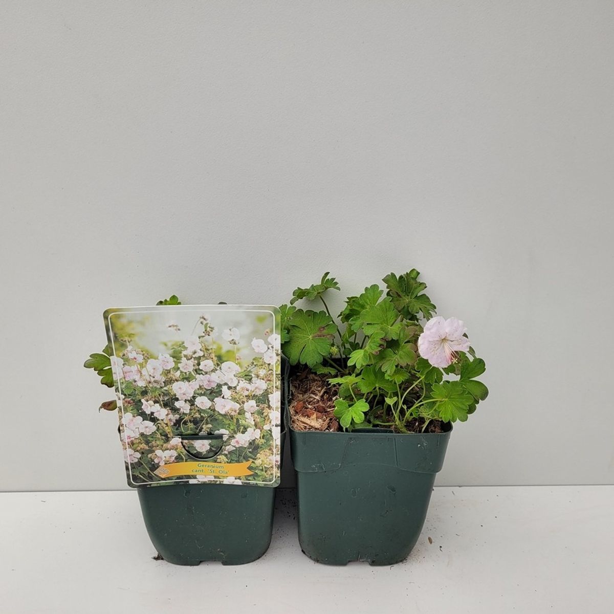 Geranium x cantabrigiense 'St Ola' — Pflanzengroßhandel FlorAccess