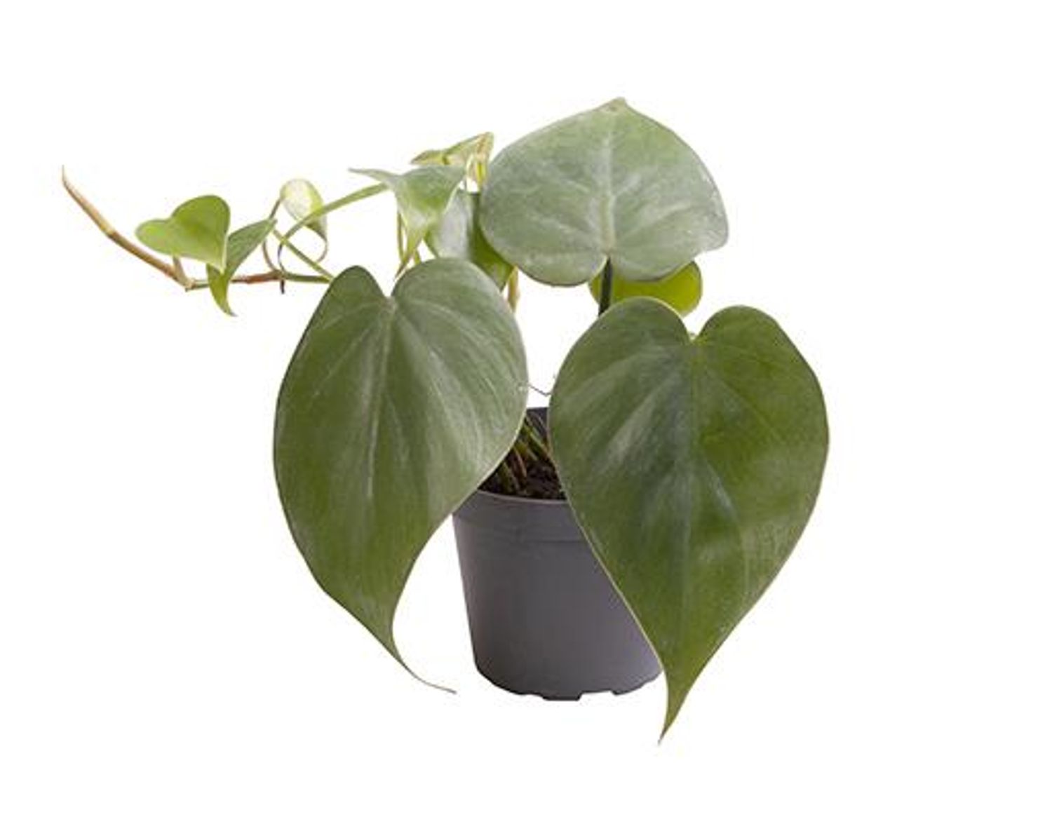 Philodendron scandens — Plant Wholesale FlorAccess