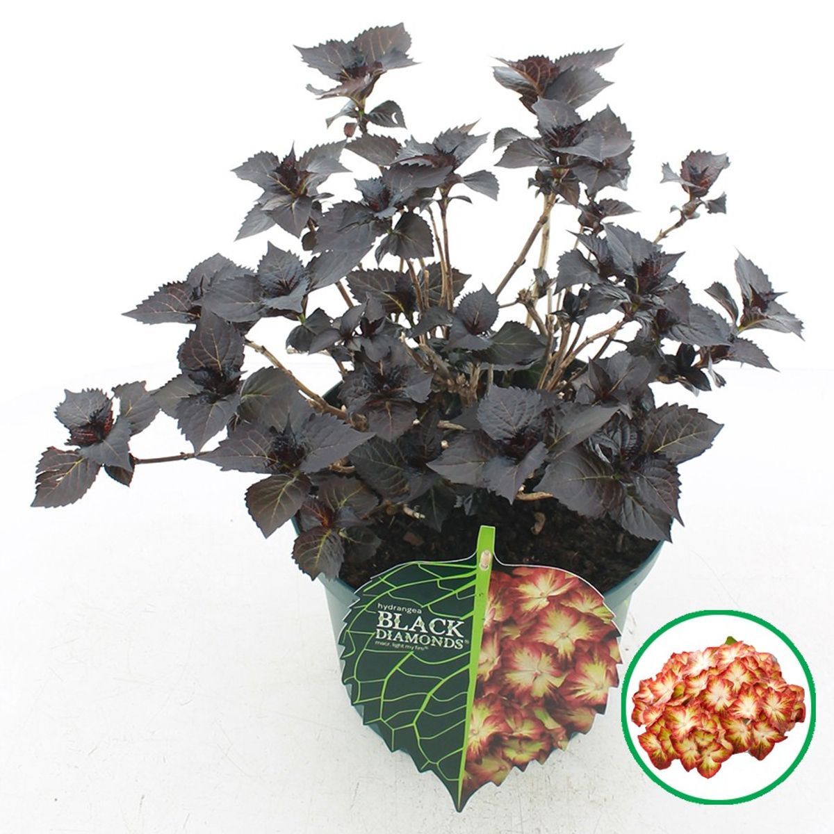 Hydrangea macrophylla BLACK DIAMONDS LIGHT MY FIRE — Plant Wholesale FlorAccess