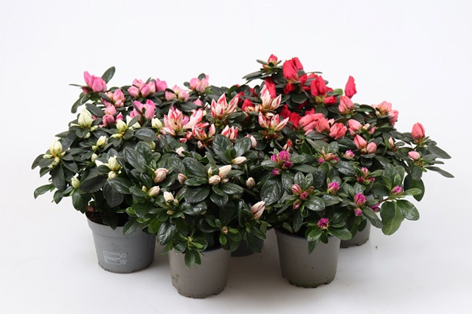 Rhododendron AZALEA MIX — Plant Wholesale FlorAccess