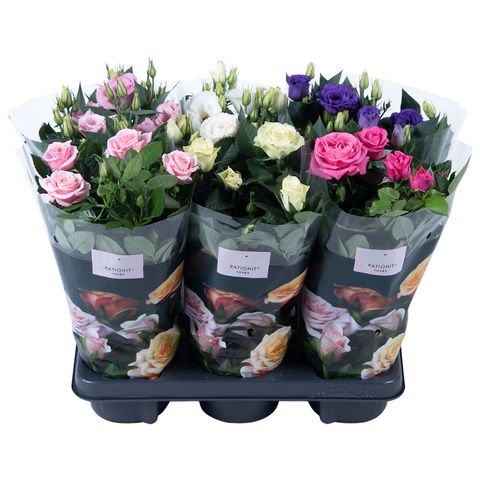 Eustoma MIX — Plant Wholesale FlorAccess