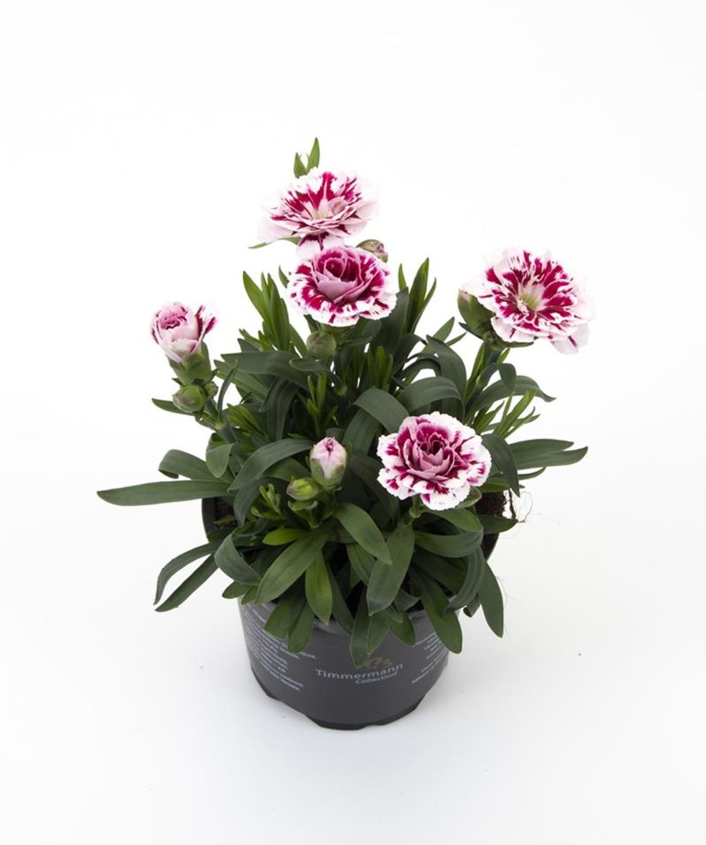 Dianthus OSCAR PURPLE STAR — Plant Wholesale FlorAccess