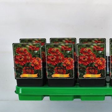 Helenium 'Red Army' — Plant Wholesale FlorAccess