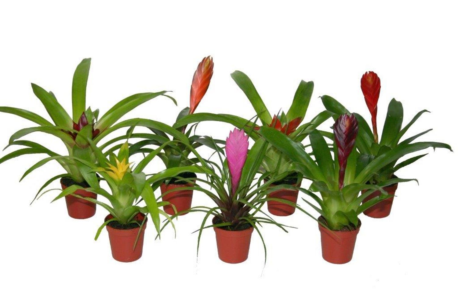 Bromelia MIX — Plant Wholesale FlorAccess