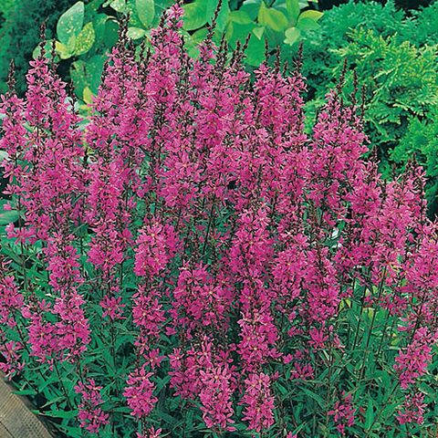 Lythrum salicaria 'Robert' — Plant Wholesale FlorAccess