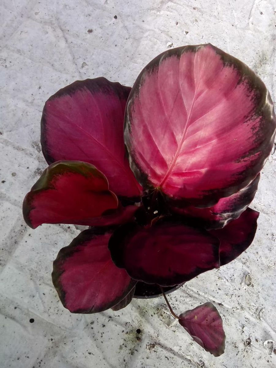 Calathea roseopicta 'Rosy' — Plant Wholesale FlorAccess