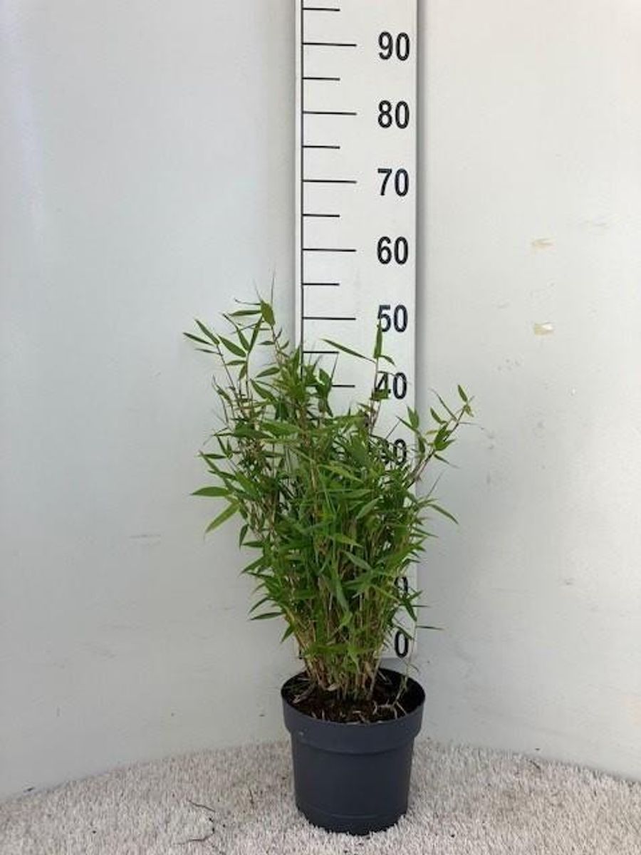 Fargesia murielae 'Simba' — Plant Wholesale FlorAccess