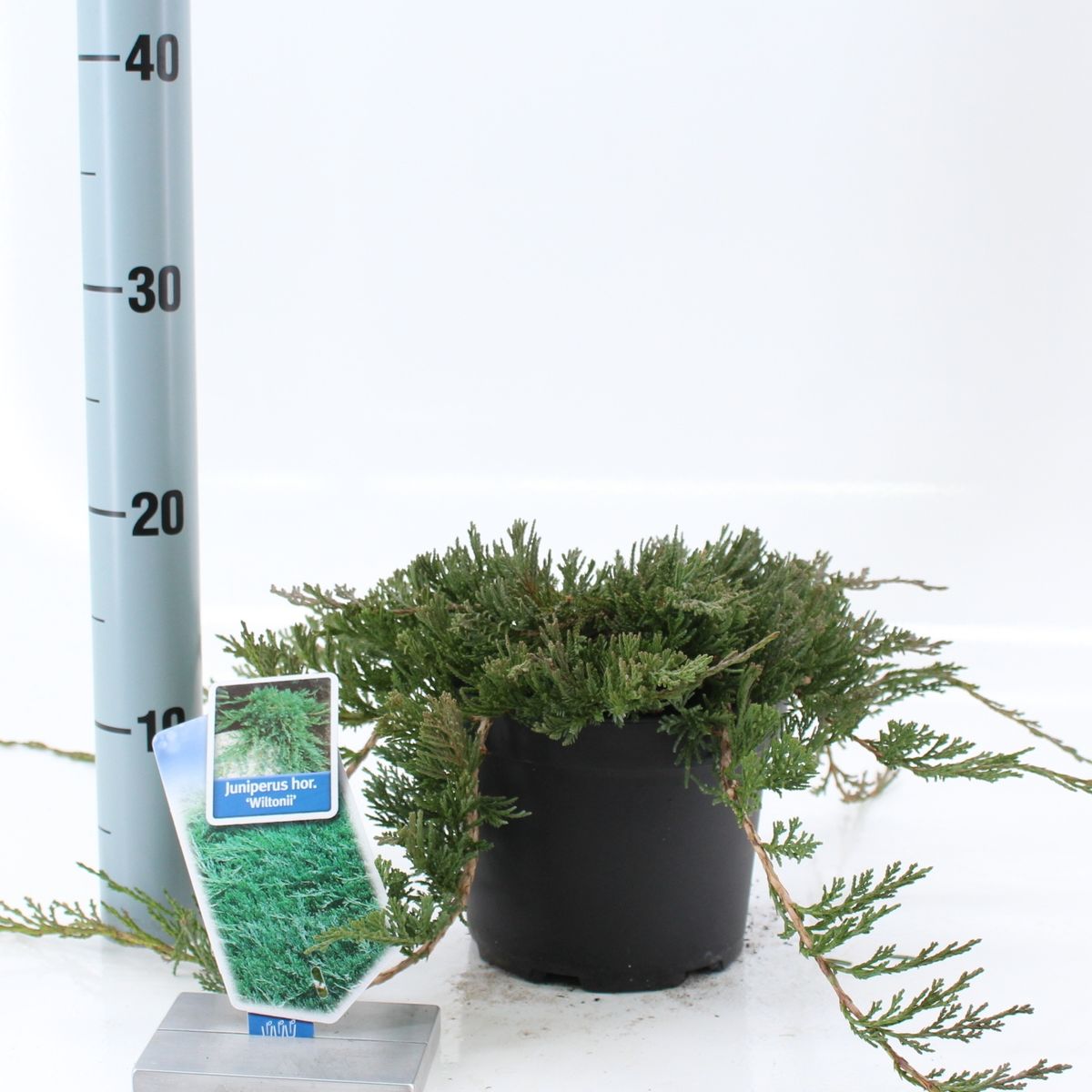 Juniperus horizontalis 'Wiltonii' — Plant Wholesale FlorAccess