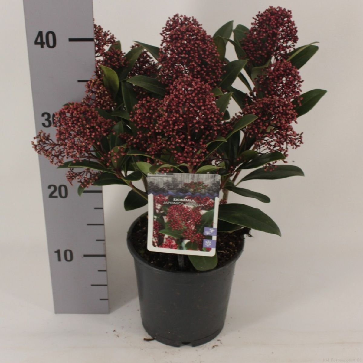 Skimmia japonica 'Rubella' — Plant Wholesale FlorAccess