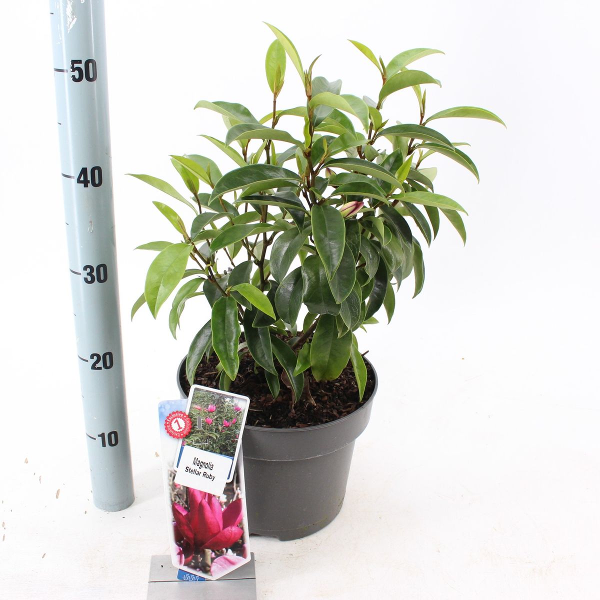 Magnolia figo 'Stellar Ruby' — Plant Wholesale FlorAccess