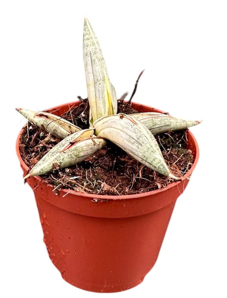 Sansevieria 'Lavranos Blue Clone' — Plant Wholesale FlorAccess