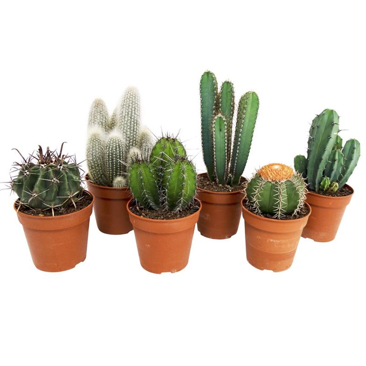Cactus MIX — Plant Wholesale FlorAccess