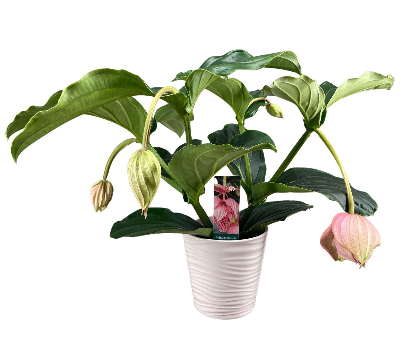 Medinilla magnifica — Plant Wholesale FlorAccess