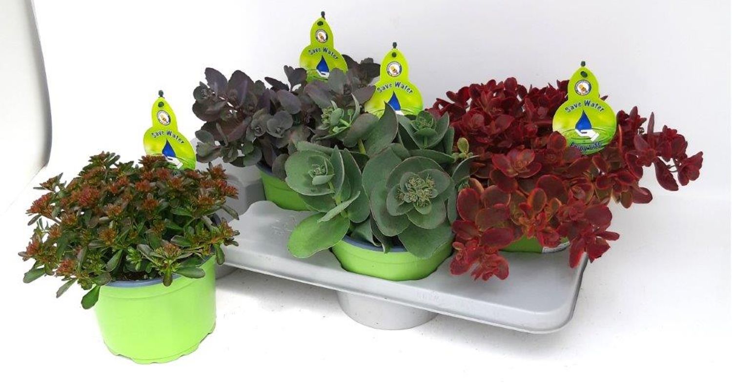 Sedum MIX — Plant Wholesale FlorAccess