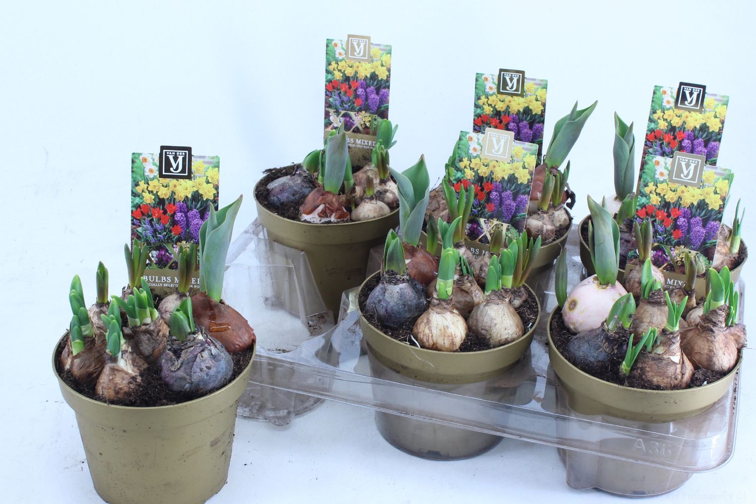 Bulbous plants MIX IN POT — Plant Wholesale FlorAccess