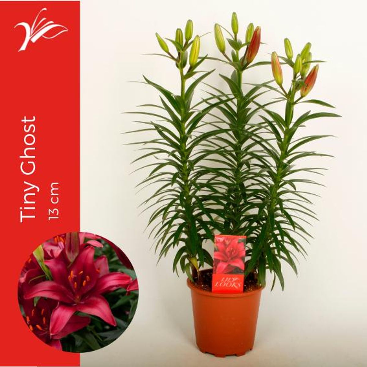 Lilium 'Tiny Ghost' — Plant Wholesale FlorAccess