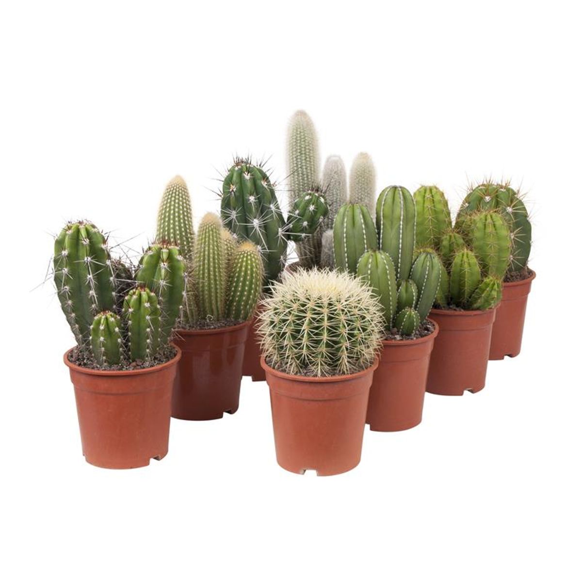 Cactus MIX — Plant Wholesale FlorAccess