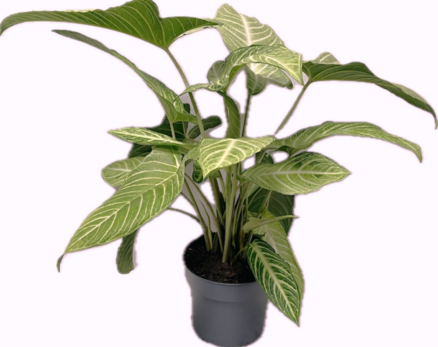 Xanthosoma lindenii MINT — Plant Wholesale FlorAccess
