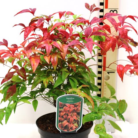 Nandina domestica 'Fire Power' — Plant Wholesale FlorAccess