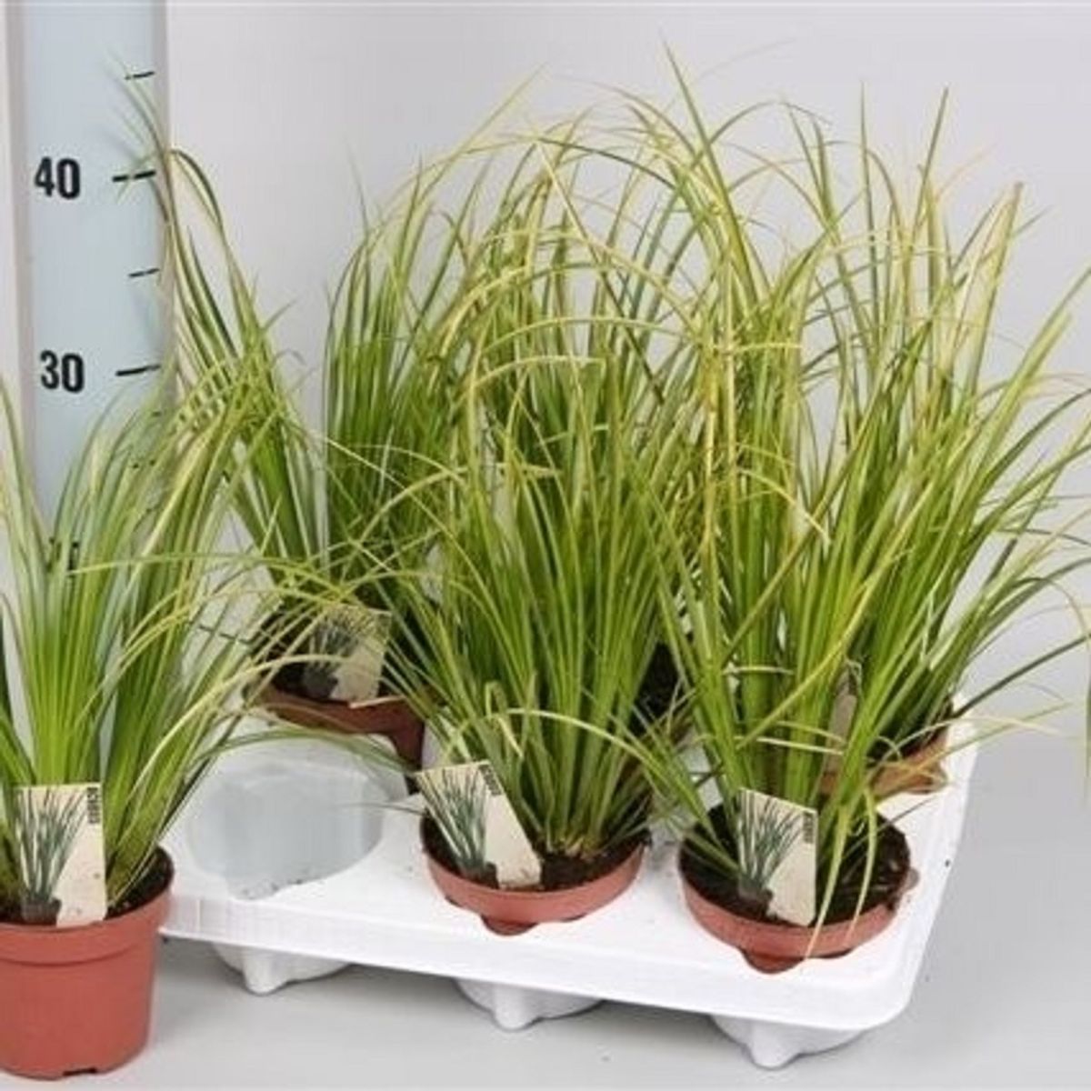 Acorus gramineus 'Ogon' — Plant Wholesale FlorAccess