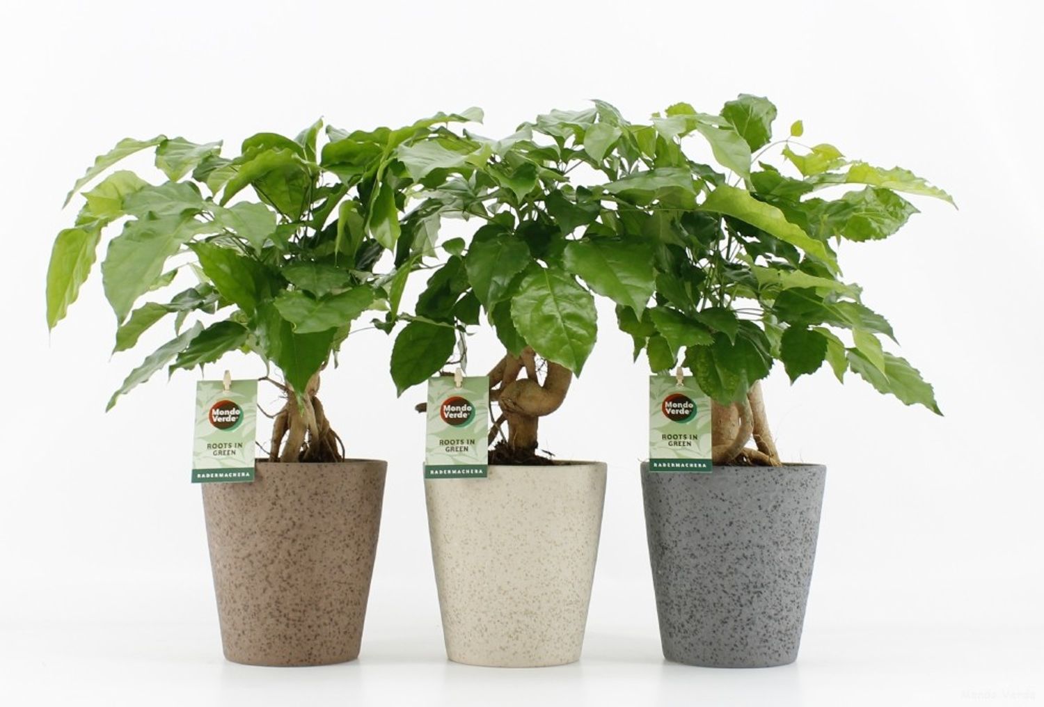 Radermachera sinica — Plant Wholesale FlorAccess