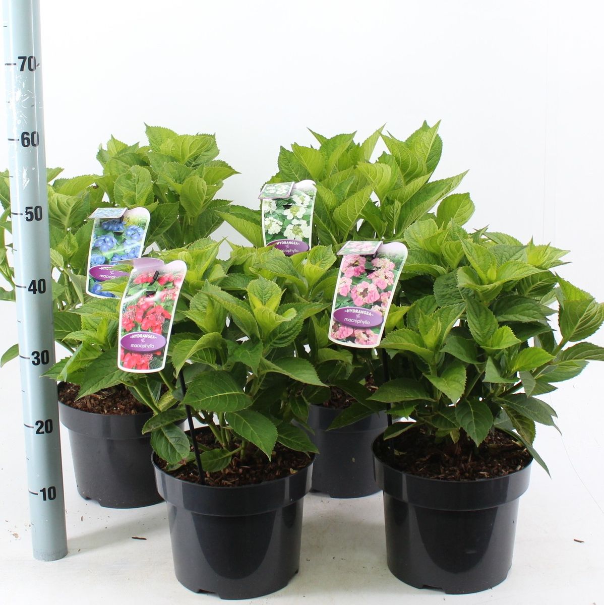 Hydrangea macrophylla MIX — Mayorista de plantas FlorAccess