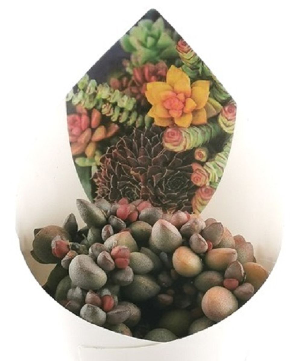 Adromischus marianae 'Little Spheroid' — Plant Wholesale FlorAccess