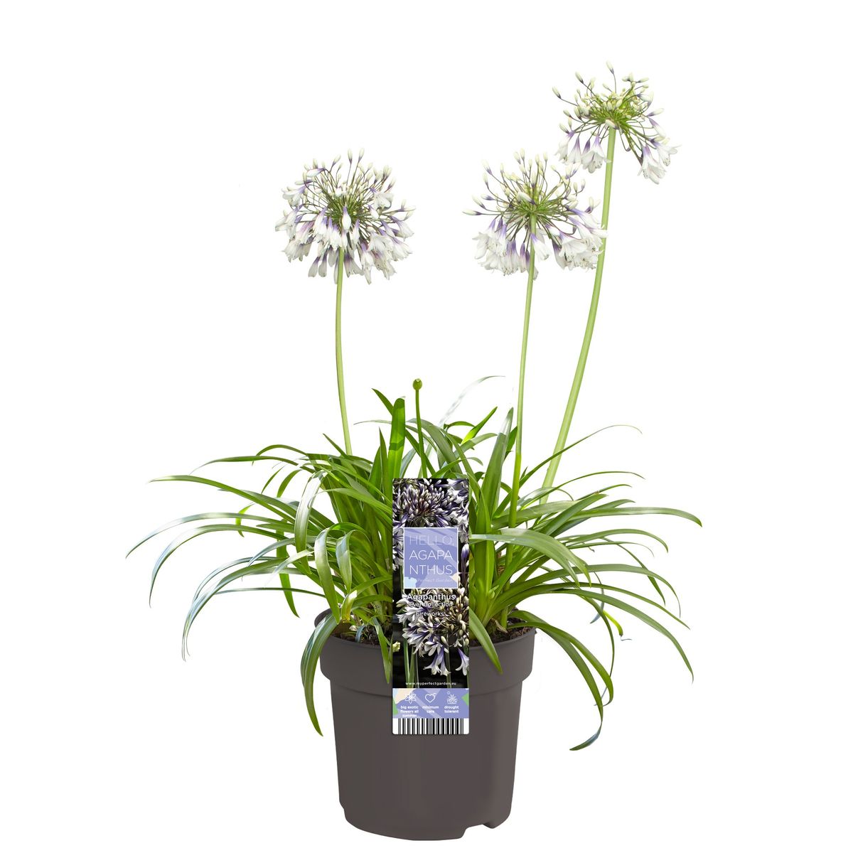 Agapanthus FIREWORKS — Plant Wholesale FlorAccess