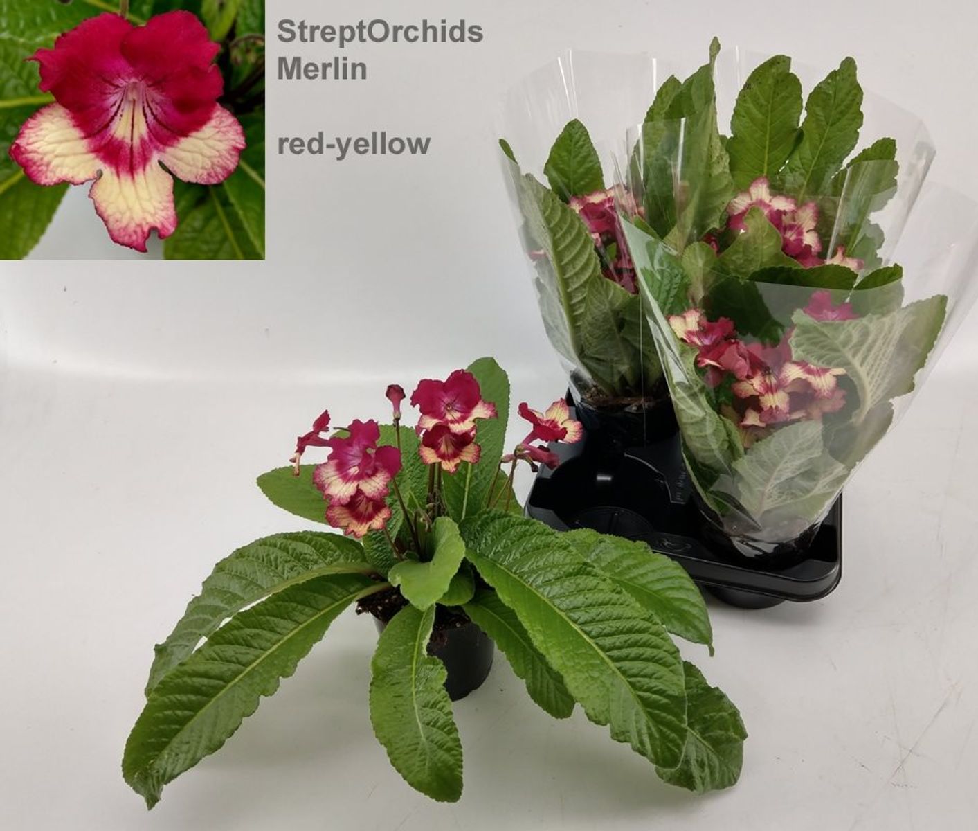 Streptocarpus 'Merlin' — Plant Wholesale FlorAccess