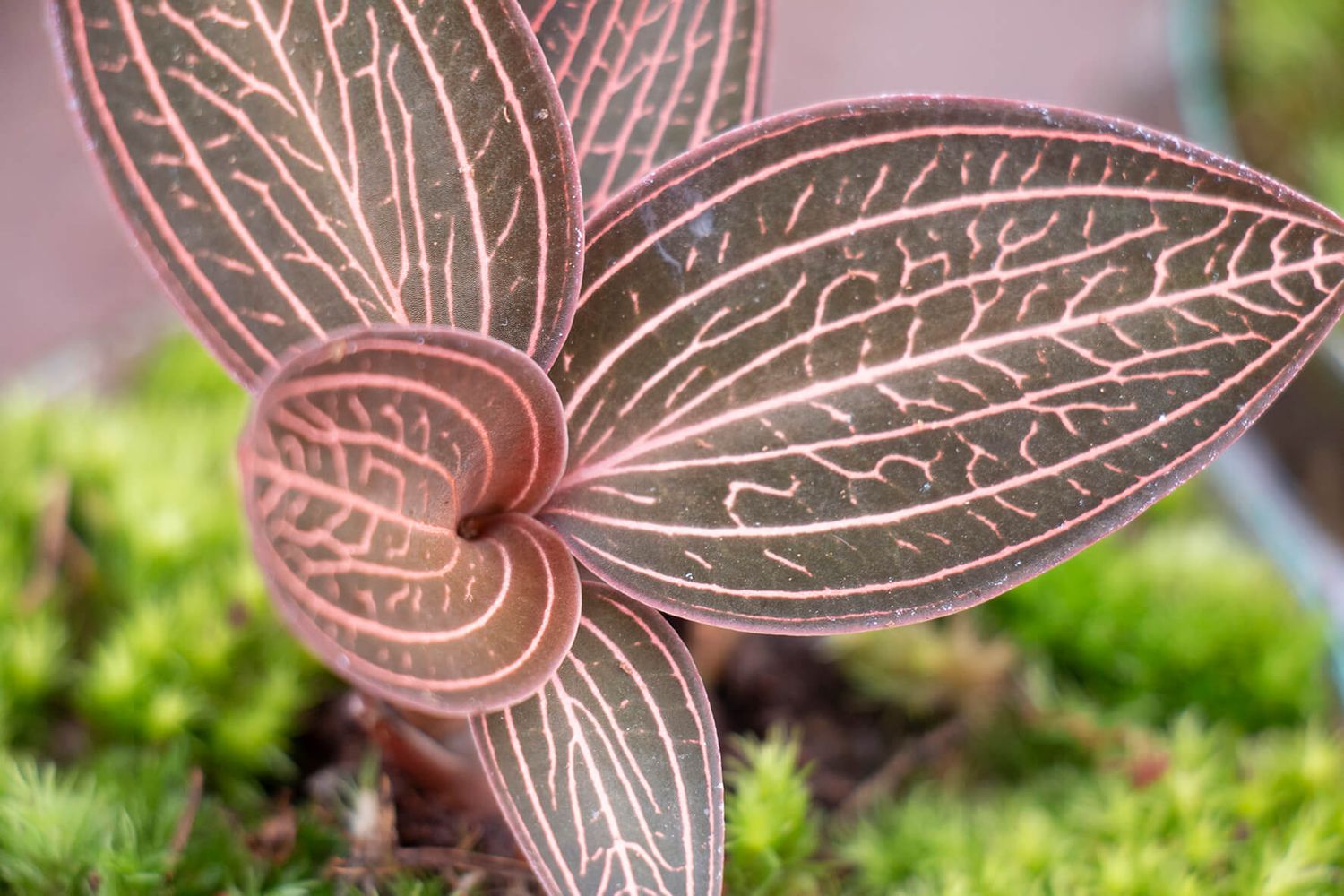 Ludisia discolor RUBY — Рослини оптом FlorAccess