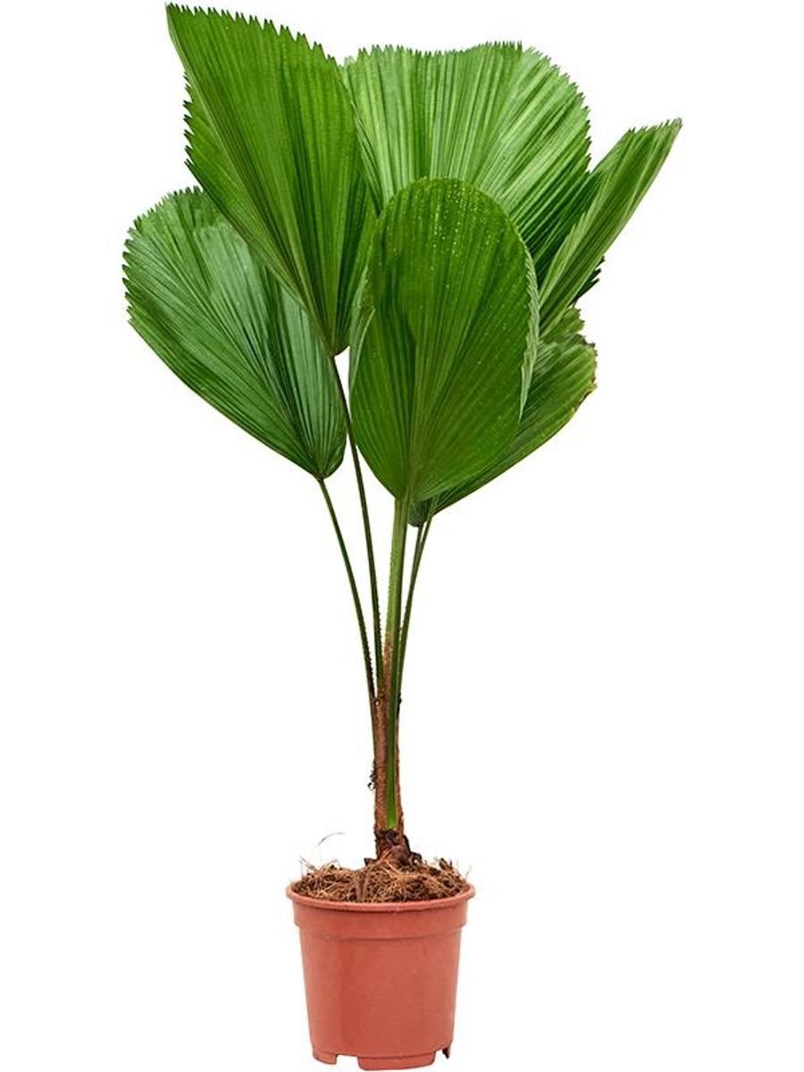 Licuala grandis — Plant Wholesale FlorAccess