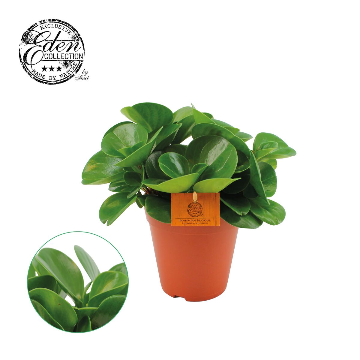 Peperomia obtusifolia — Plant Wholesale FlorAccess