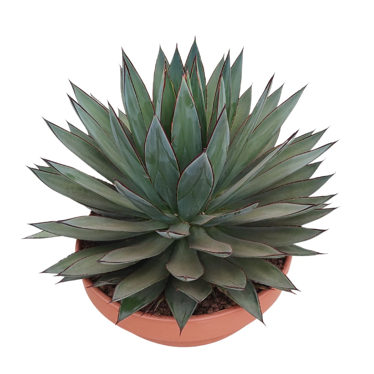 Agave 'Burnt Burgundy' — Plant Wholesale FlorAccess