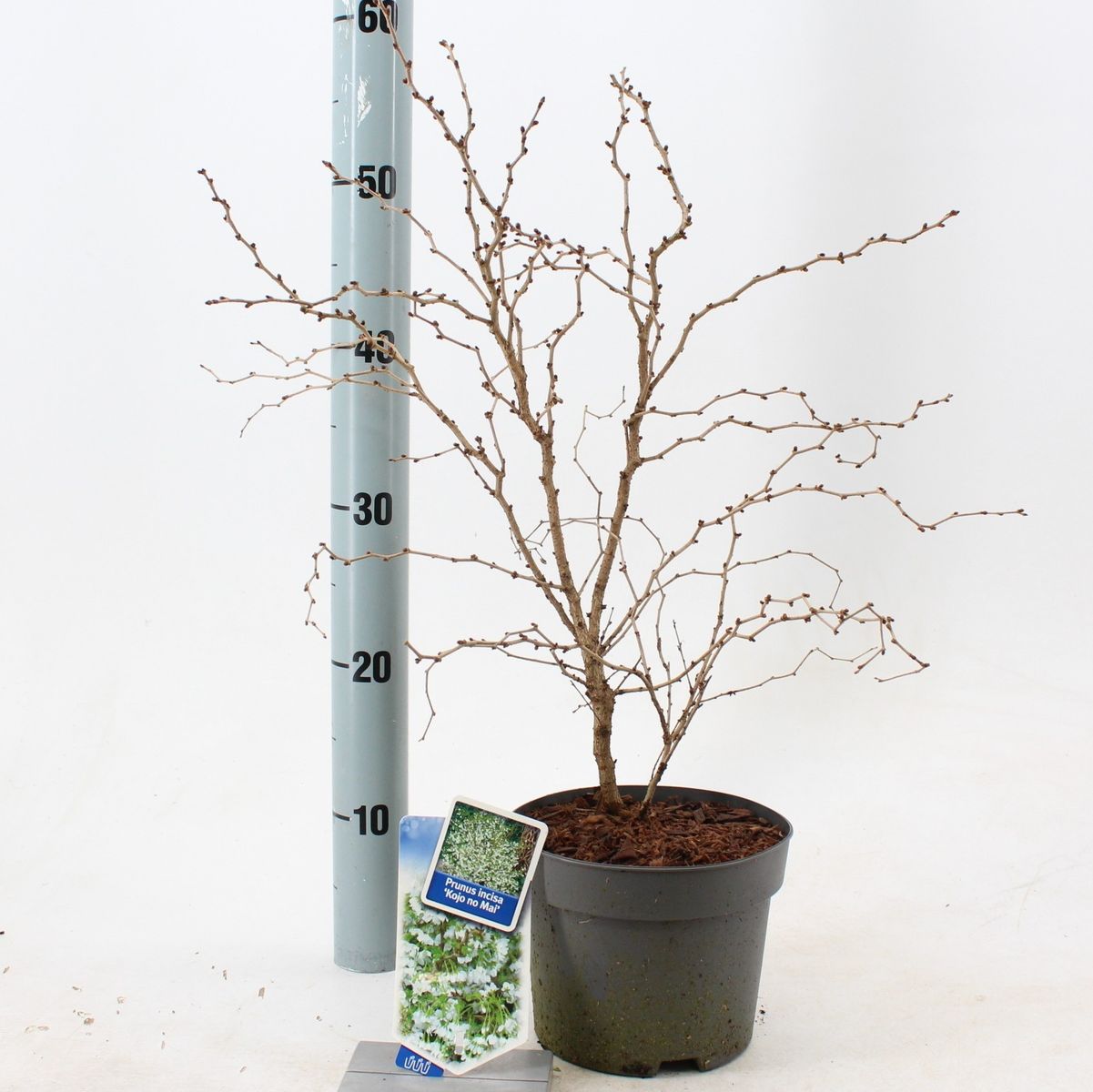 Prunus incisa 'Kojou-no-mai' — Mayorista de plantas FlorAccess