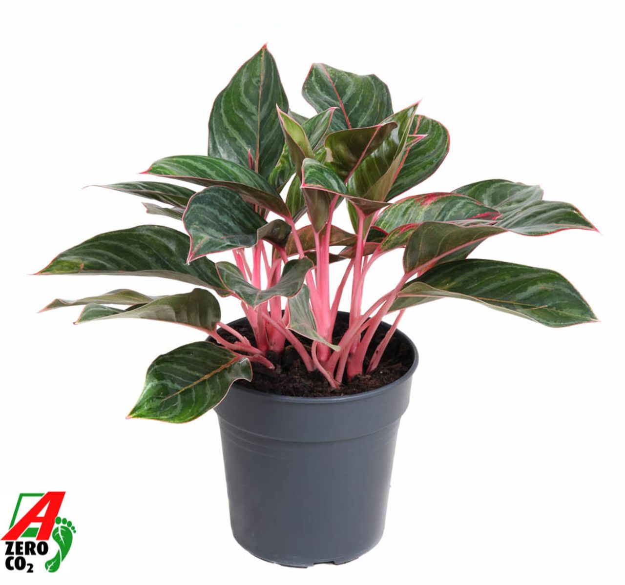 Aglaonema 'Princess' — Plant Wholesale FlorAccess