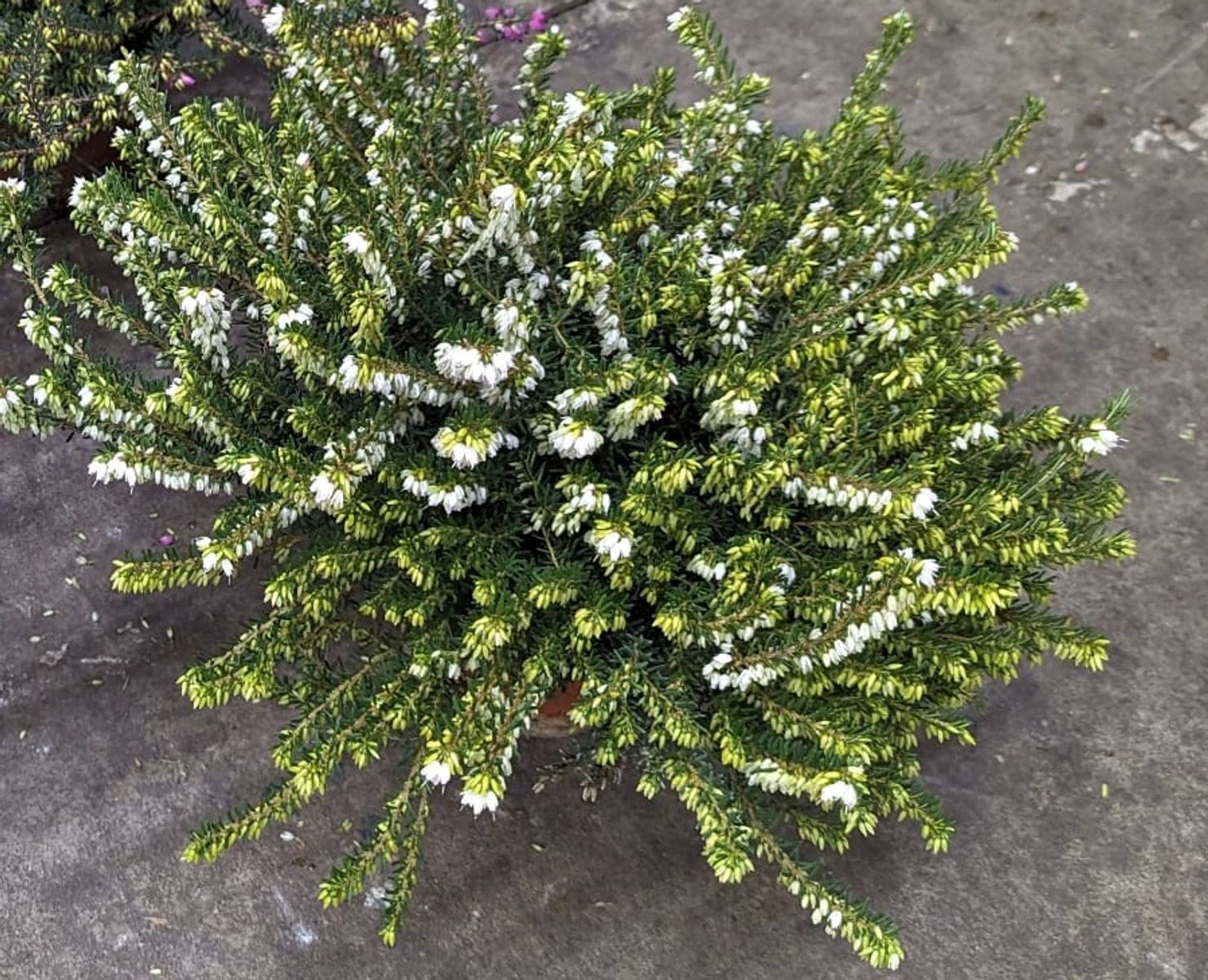 Erica x darleyensis 'White Perfection' — Toptan Bitki Satışı FlorAccess