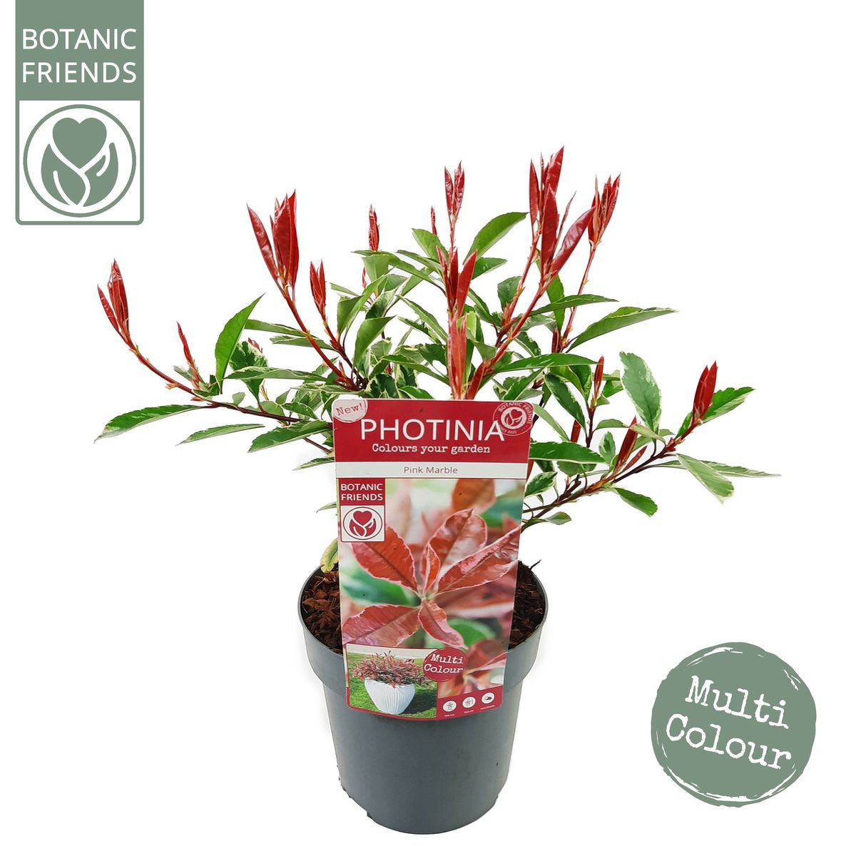 Photinia x fraseri PINK MARBLE — Plant Wholesale FlorAccess