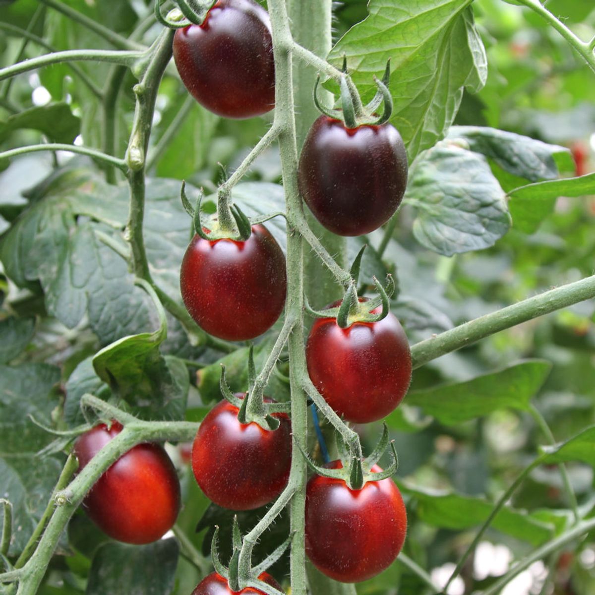 Solanum lycopersicum 'Krebs Black Vega' — Plant Wholesale FlorAccess