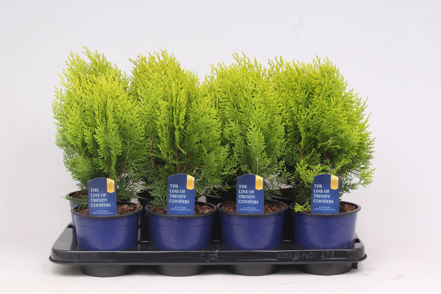 Platycladus orientalis 'Aurea Nana' — Рослини оптом FlorAccess