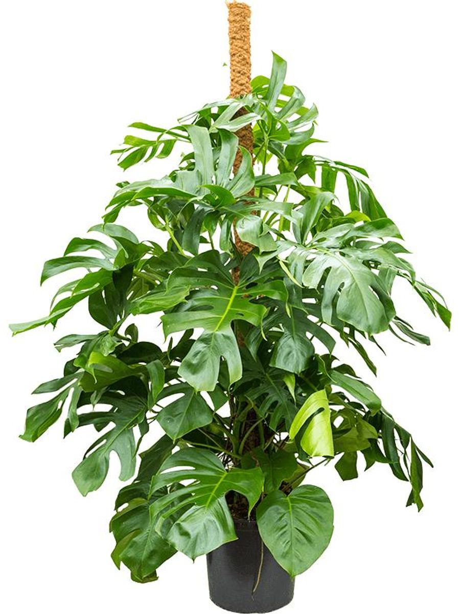 Monstera deliciosa — Plant Wholesale FlorAccess